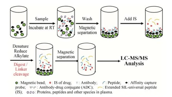 安渡视点 | ADC药物的非临床通用型LC-MS/MS生物分析策略